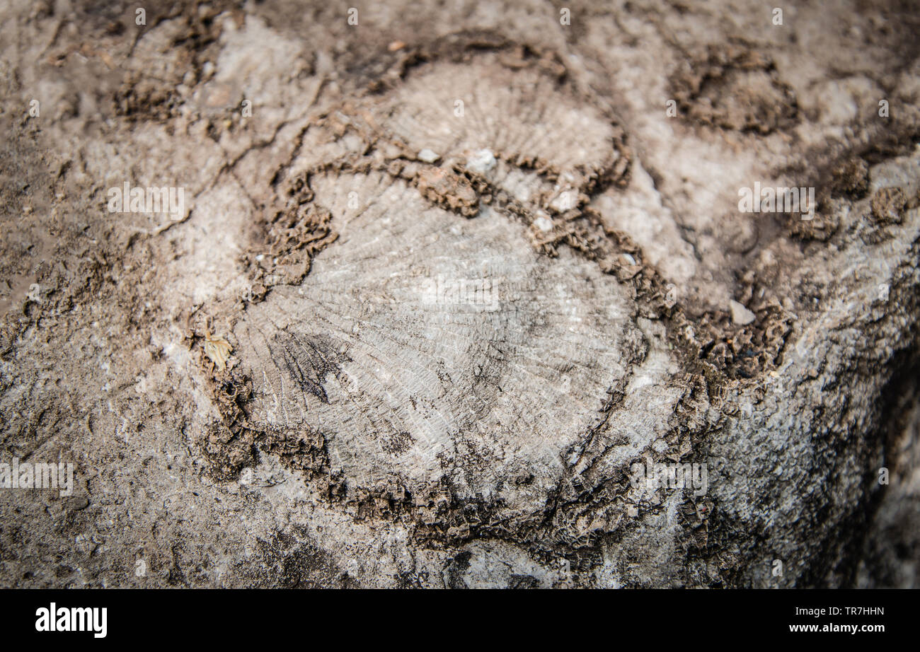 Fossil snail shells on surface stone / Archeology and paleontology ...