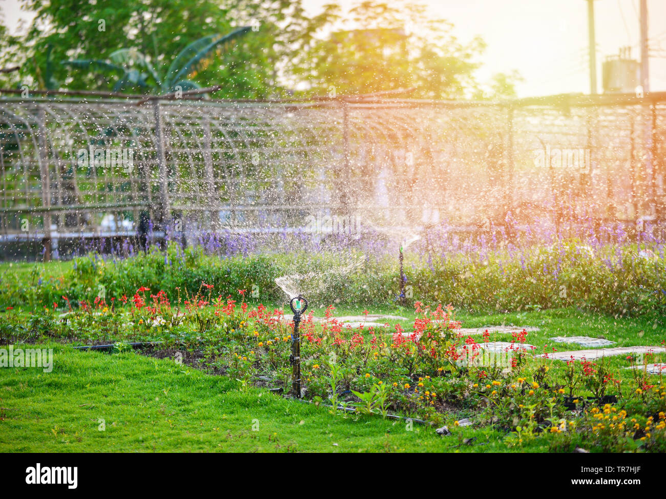 Springer water / green field and flower with springer garden on summer ...