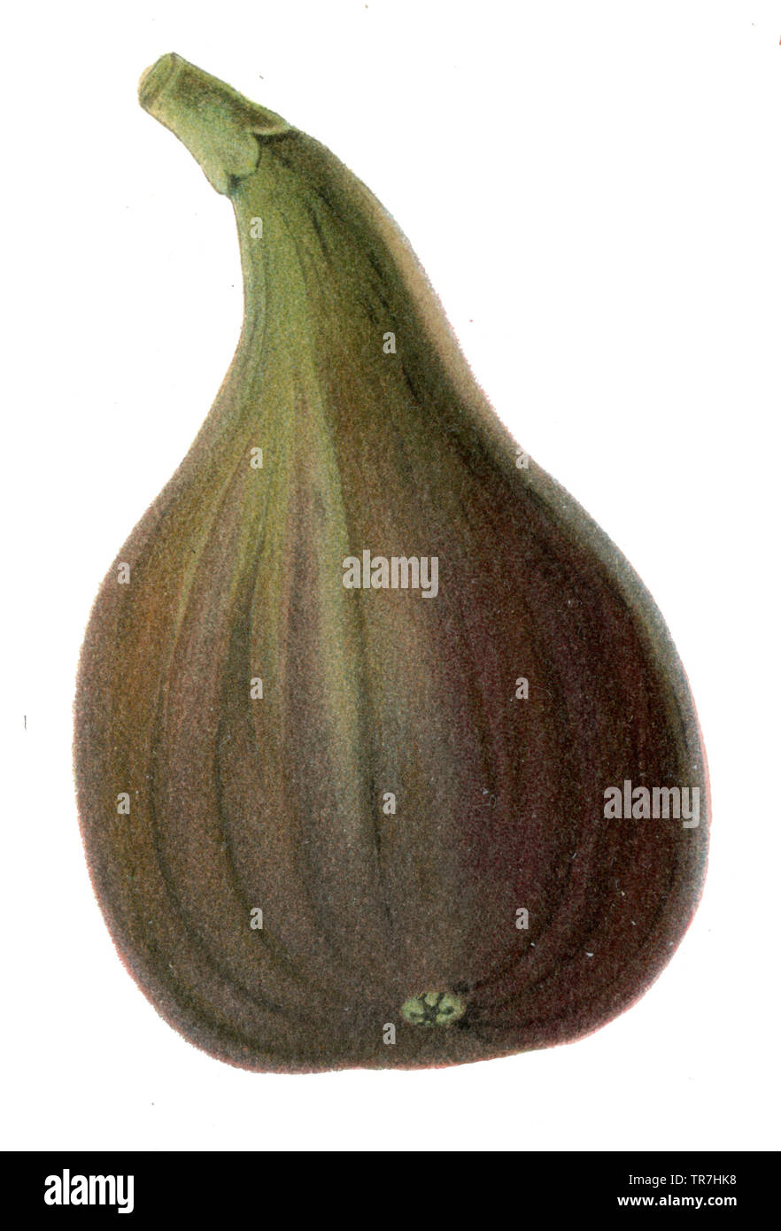 Fig Stock Photo - Alamy