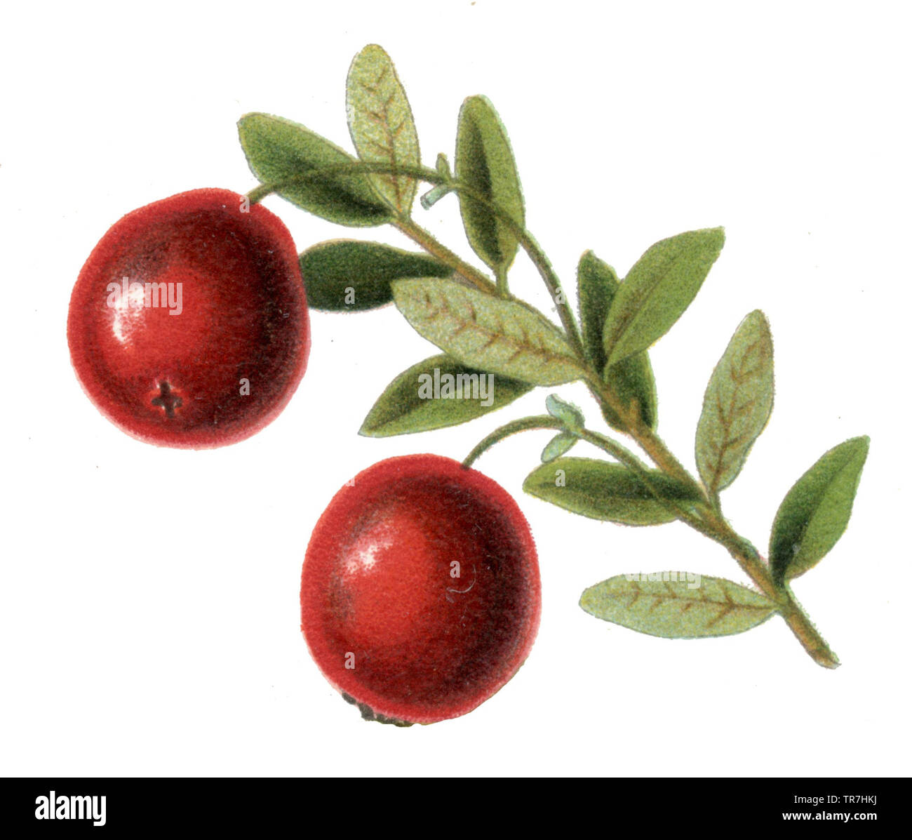 Cranberry, large fruit Stock Photo - Alamy