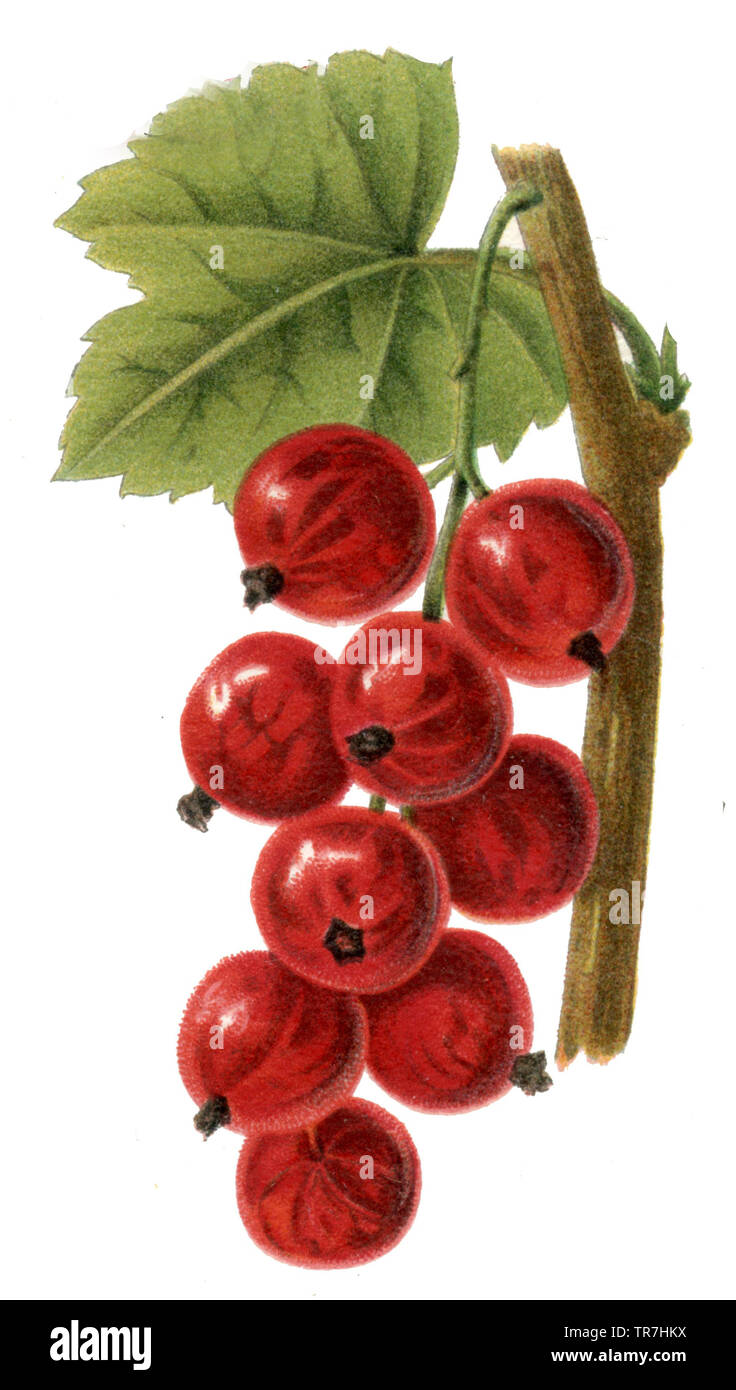Drawing of red currant hi-res stock photography and images - Alamy