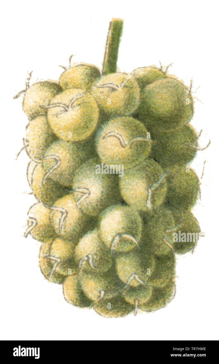 White mulberry illustration Cut Out Stock Images & Pictures - Alamy