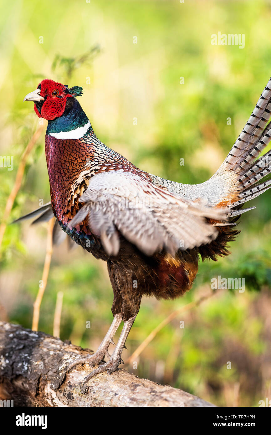 A crowing Rooster Pheasant during the spring in South Dakota Stock ...
