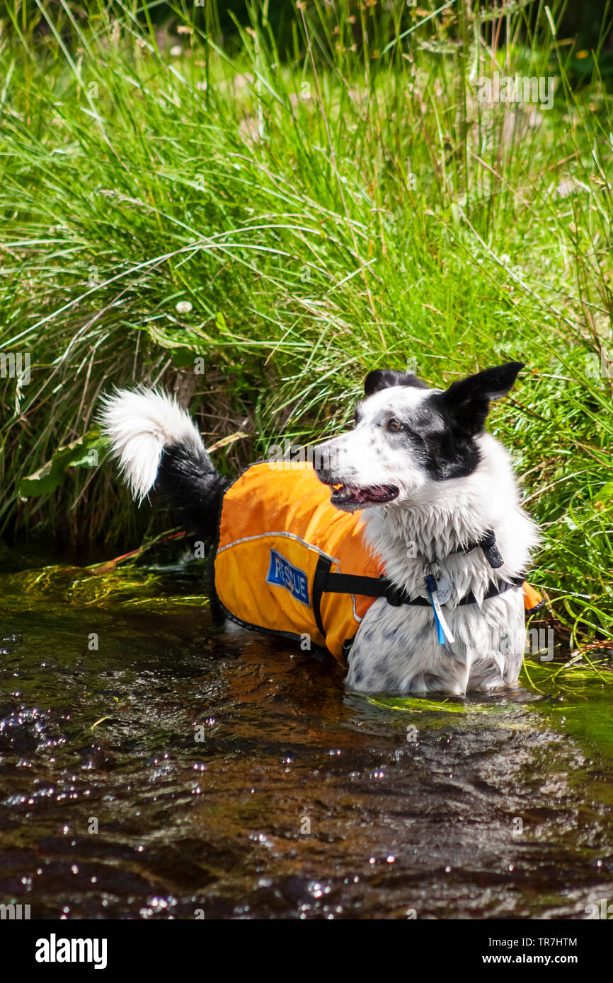 National Search and Rescue Dogs Association rescue dogs on exercise in ...