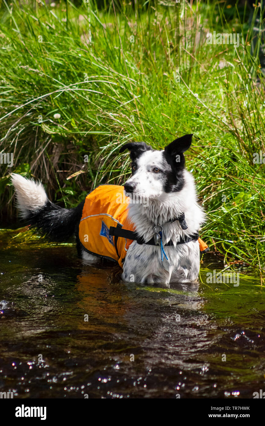 National Search and Rescue Dogs Association rescue dogs on exercise in ...