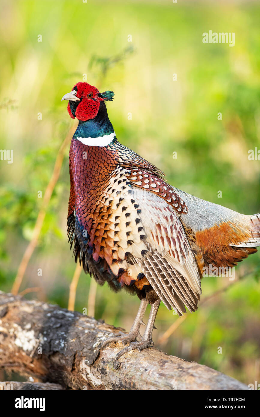 A crowing Rooster Pheasant during the spring in South Dakota Stock ...