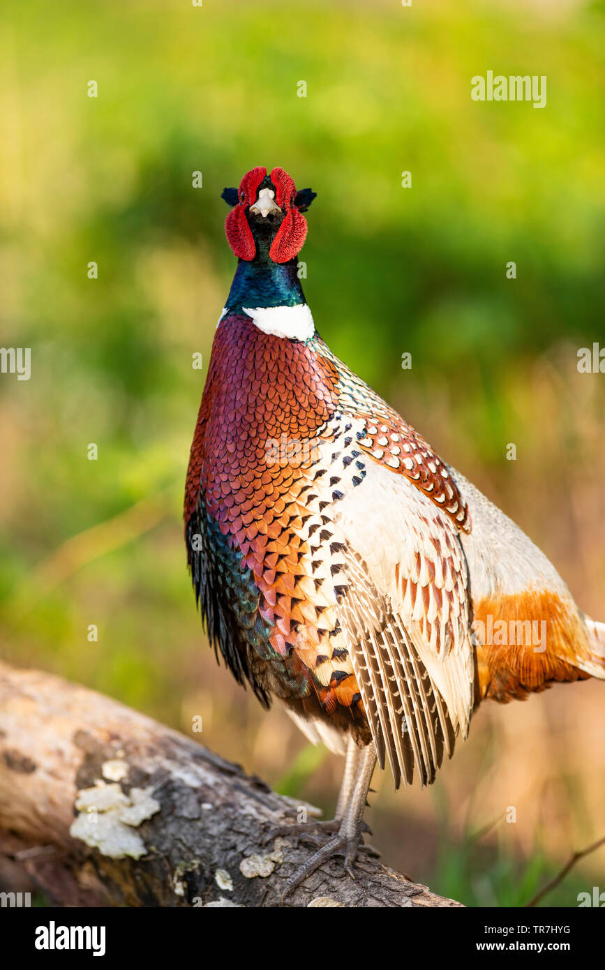 Cackle hi-res stock photography and images - Alamy