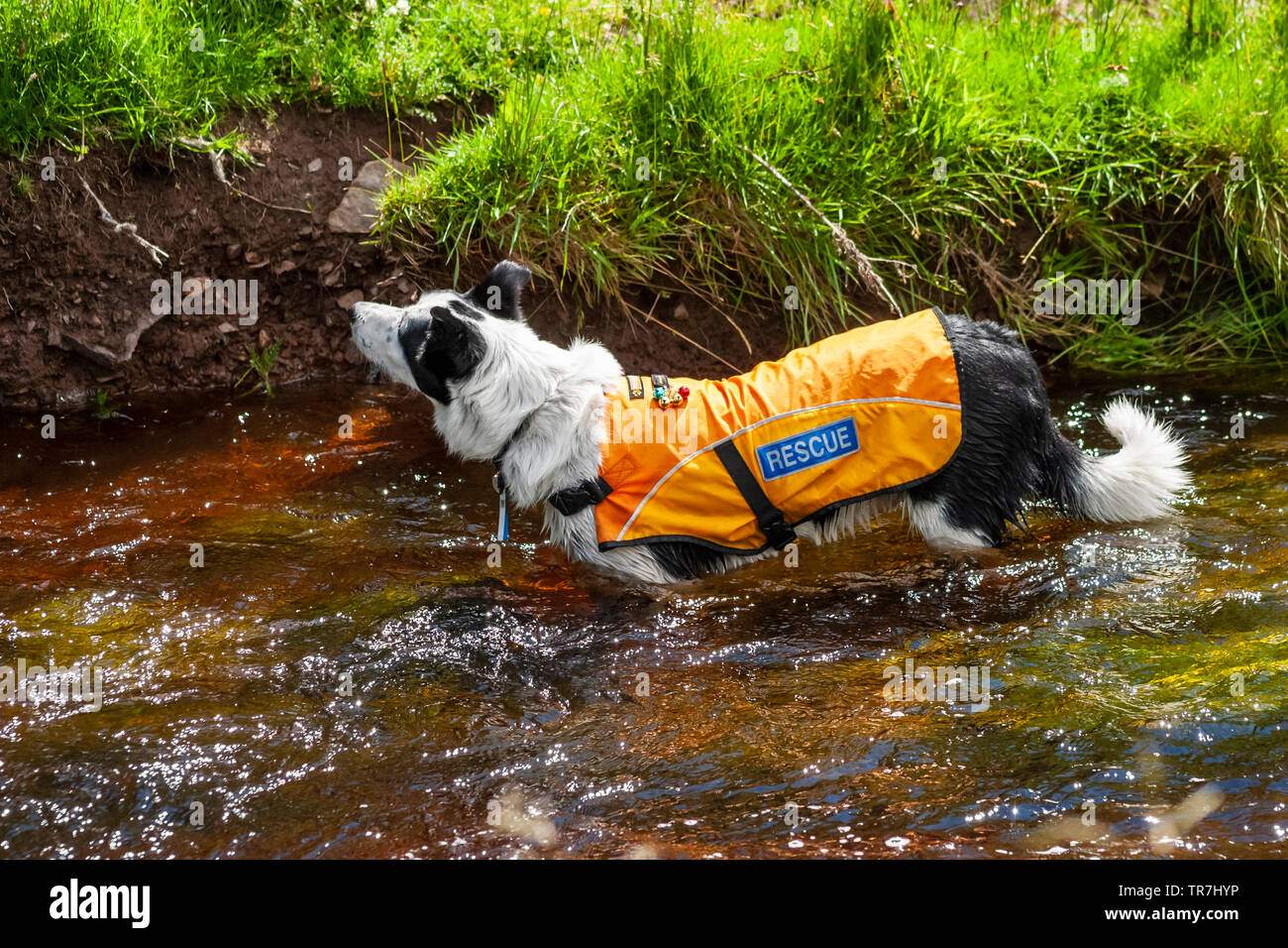 National Search and Rescue Dogs Association rescue dogs on exercise in ...