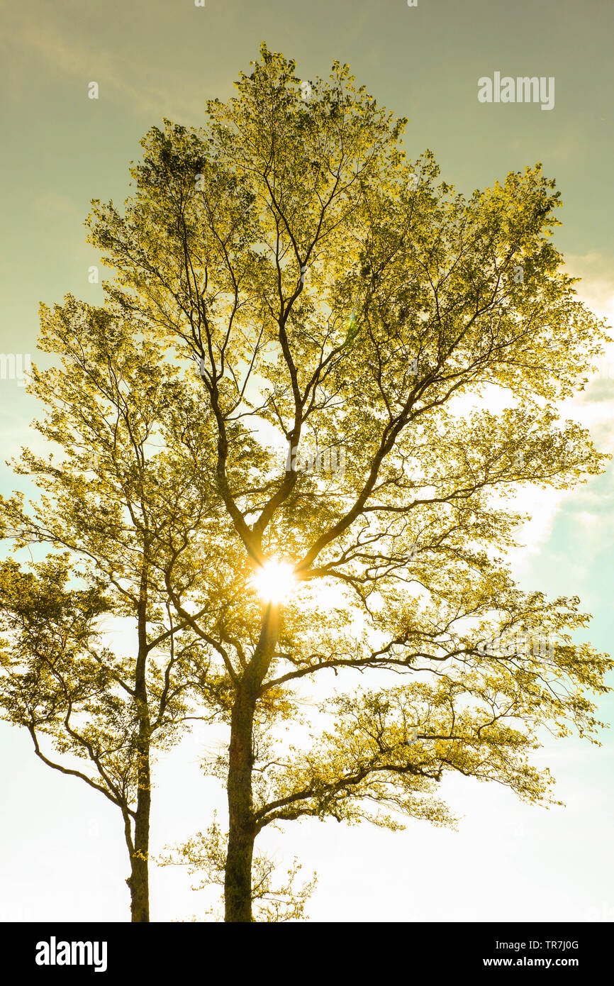 The sun shining through tree yellow sky background Stock Photo - Alamy