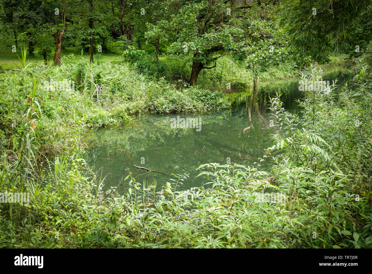 Lush green swamp sun hi-res stock photography and images - Alamy