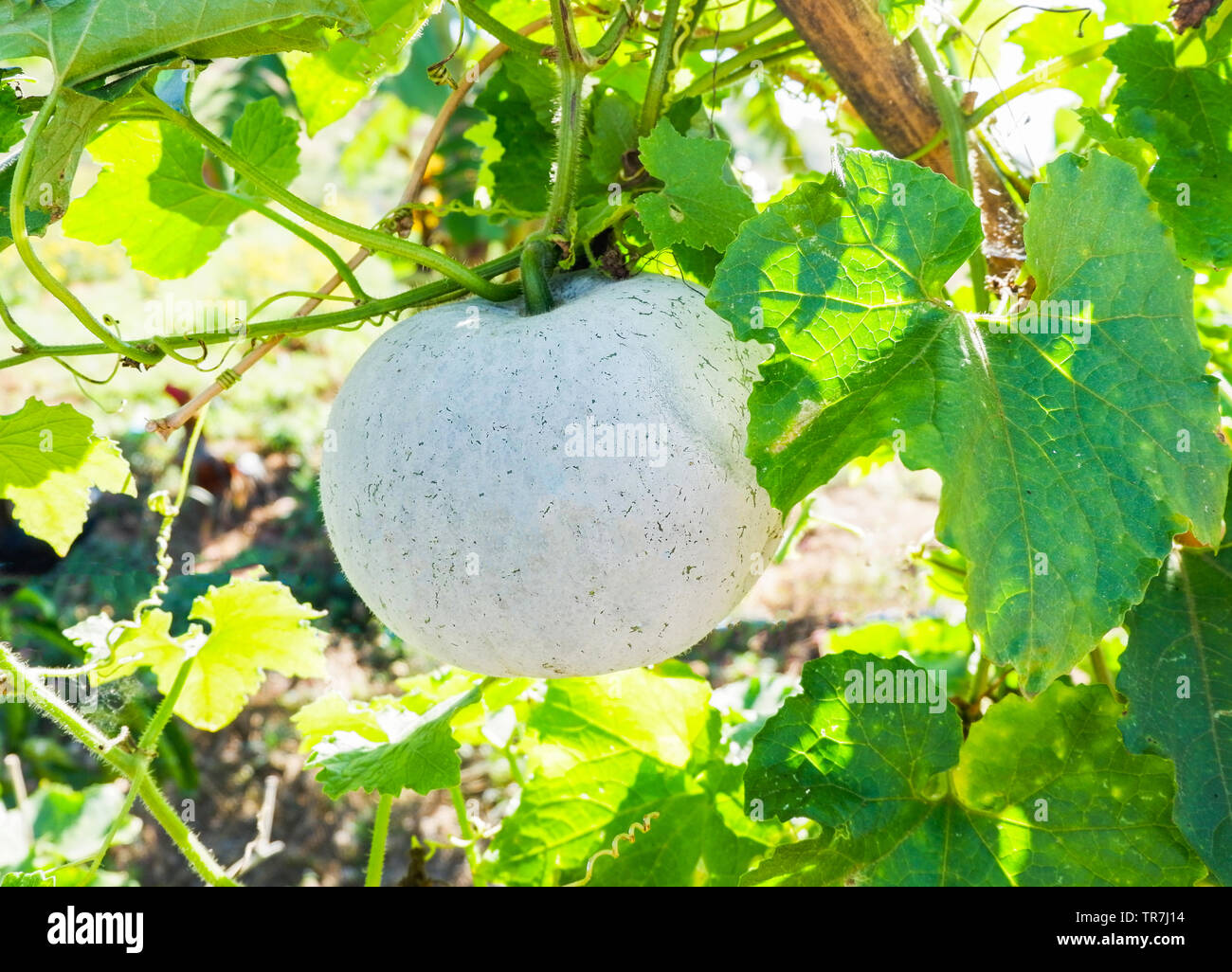 winter melon hanging on vine tree in the garden Stock Photo - Alamy