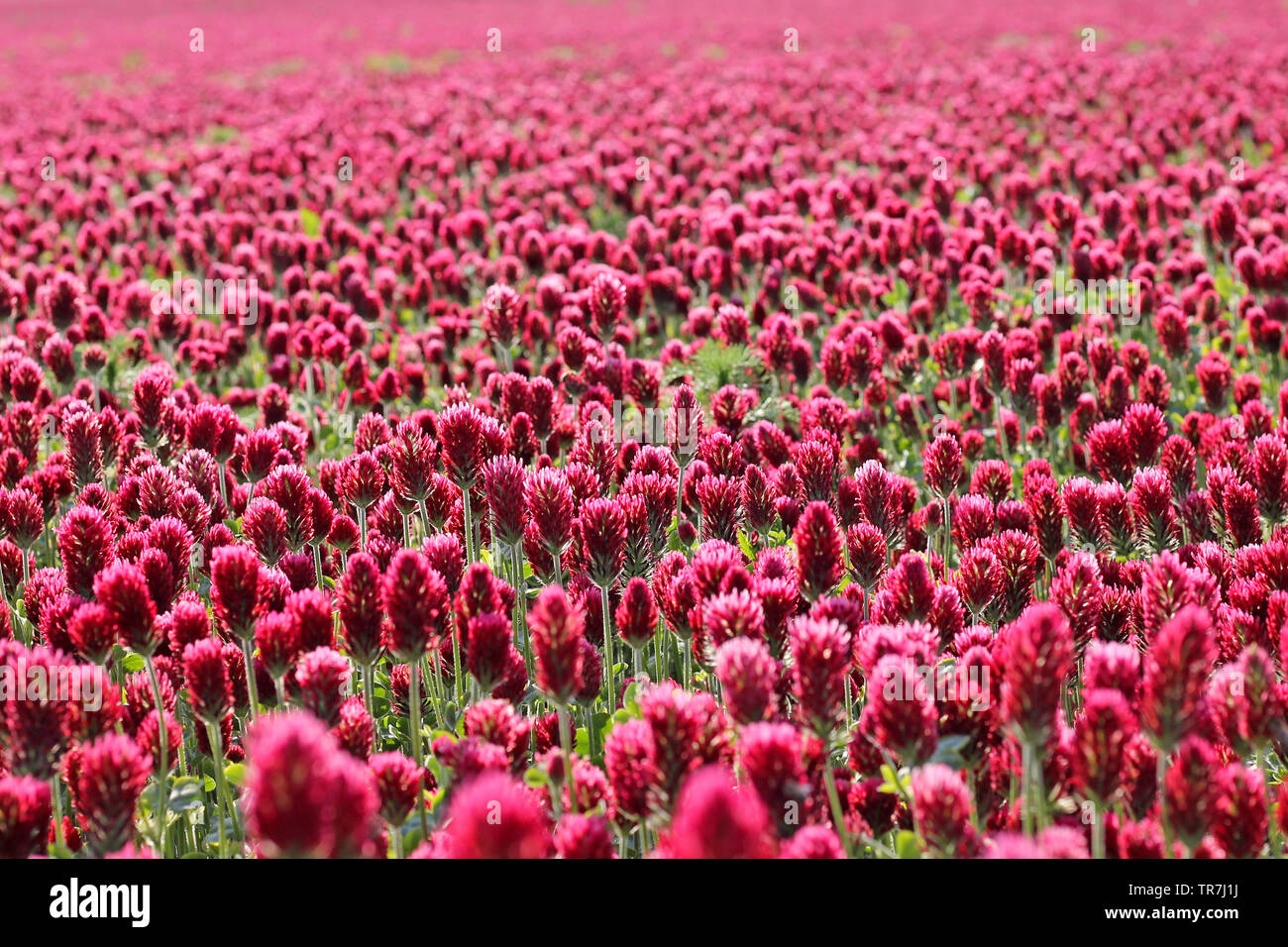 Red Clover Field Pictures