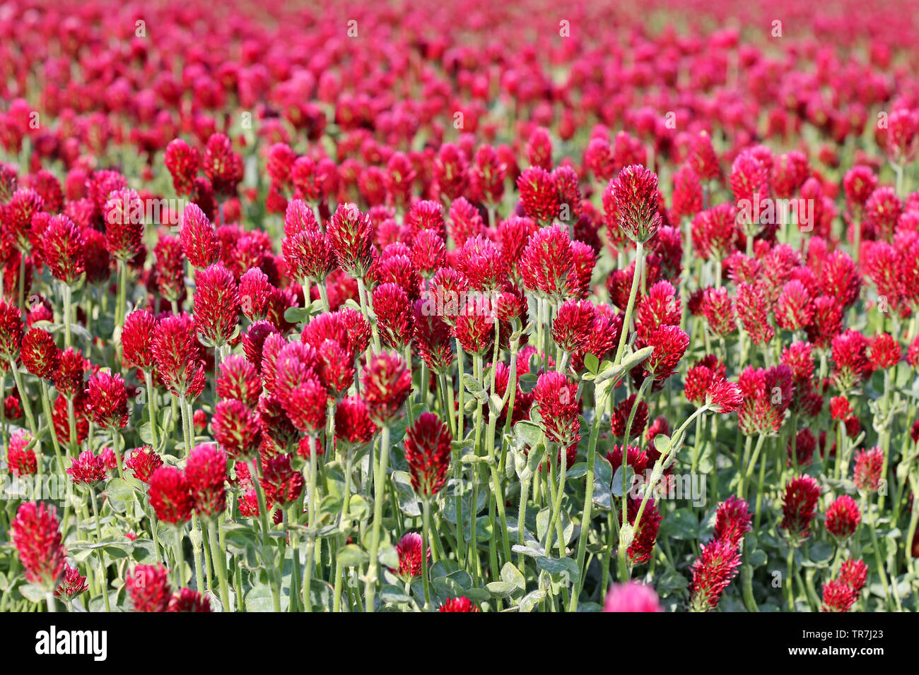 Red Clover Lawn