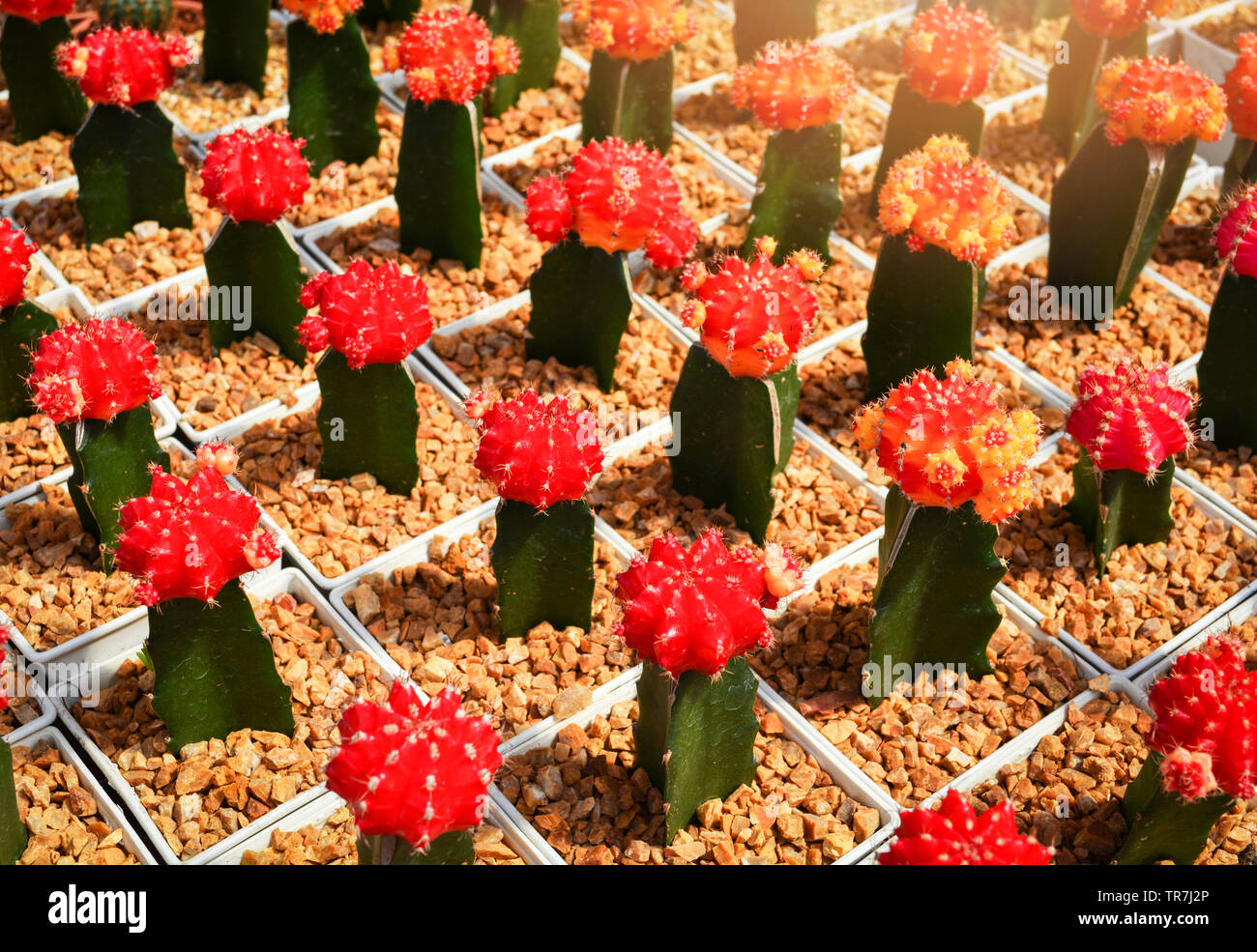 Gymnocalycium cactus / Colorful orange and red flowers cactus beautiful ...
