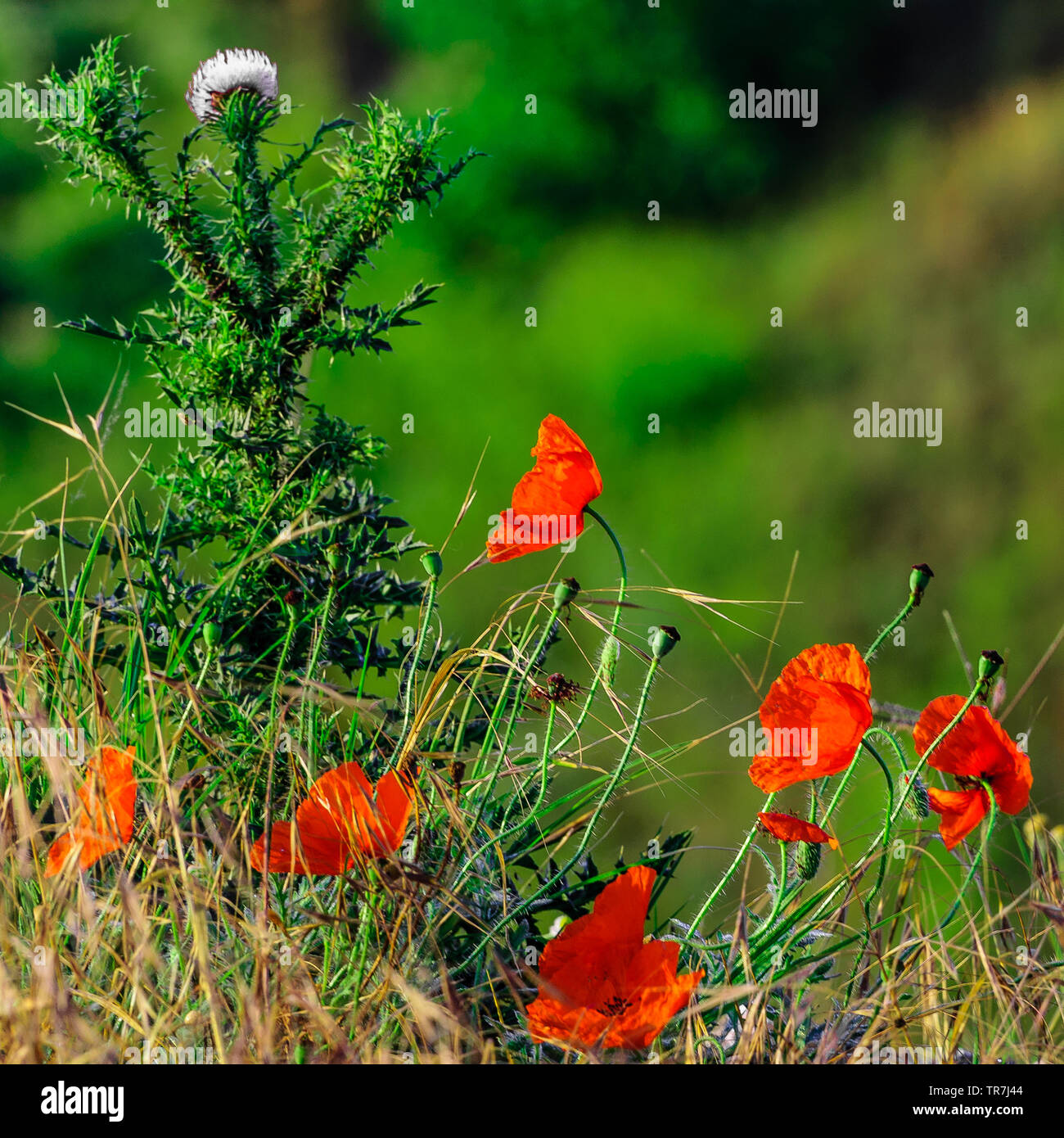 Macro donkey thistle and poppies Stock Photo - Alamy