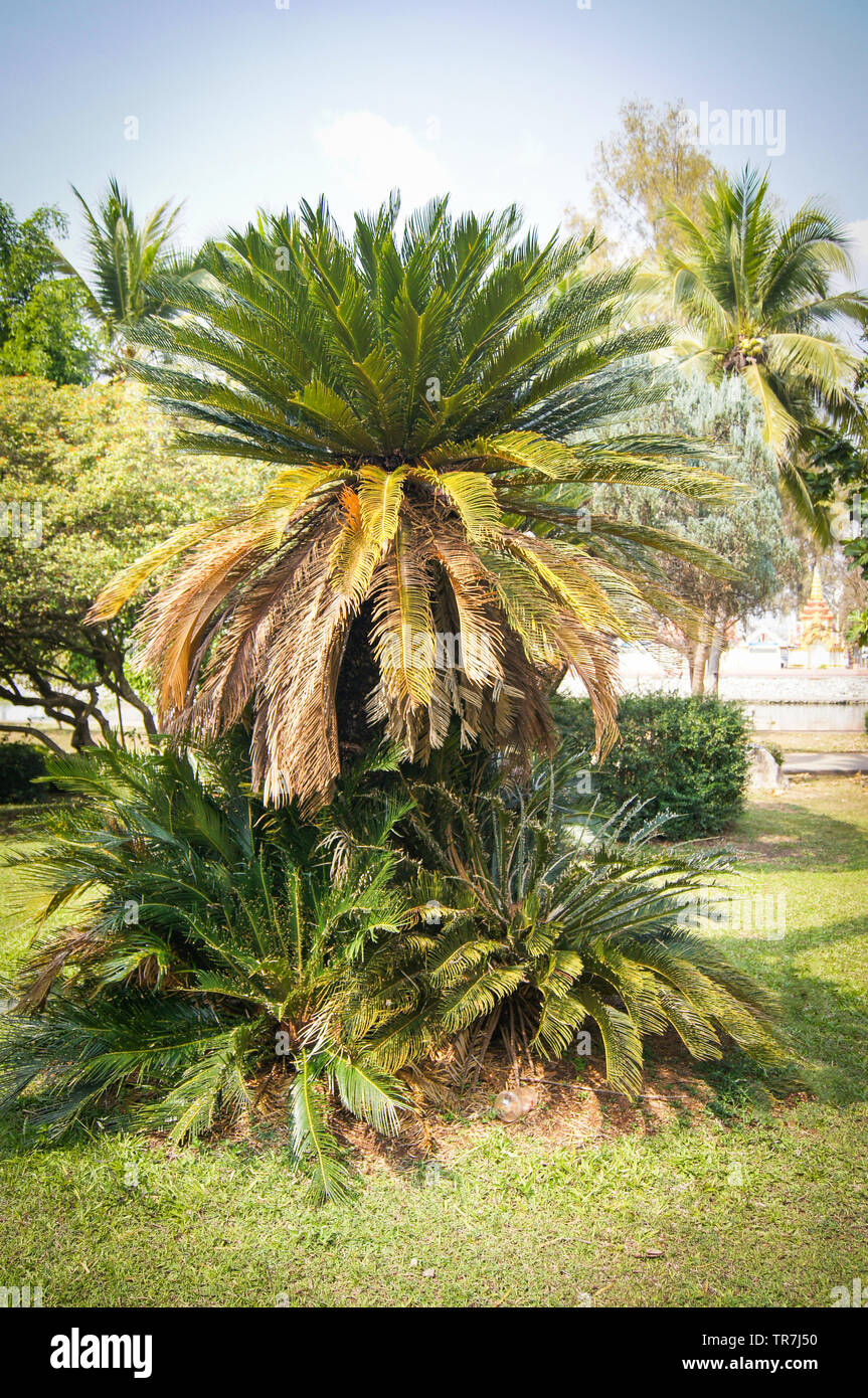 Green cycad plant in the garden park / cobia tree Stock Photo - Alamy