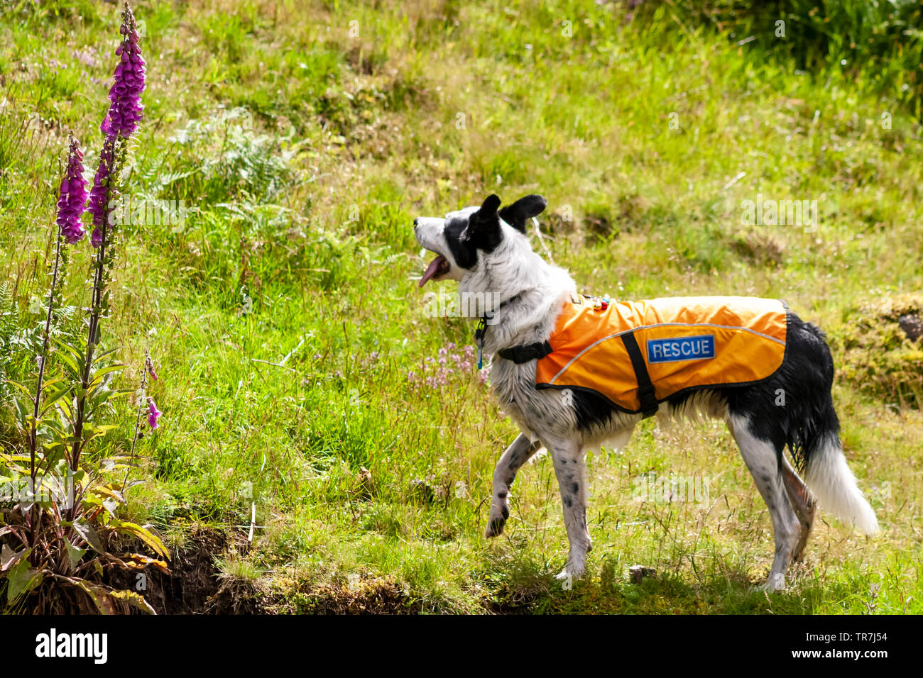 National Search and Rescue Dogs Association rescue dogs on exercise in ...