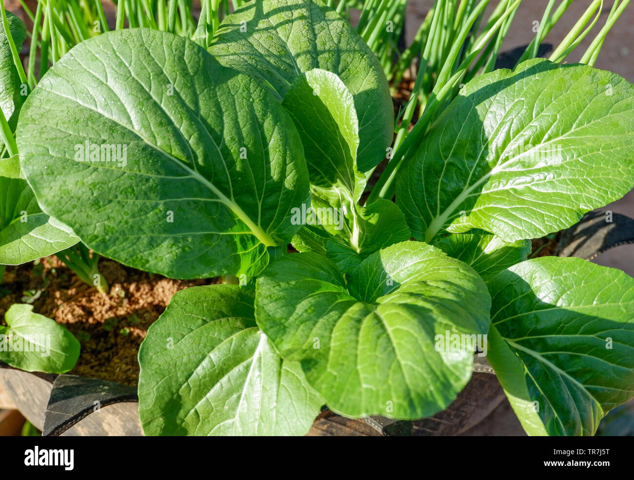 Lettuce growing on ground in agricultural vegetable field / Choy Sum ...