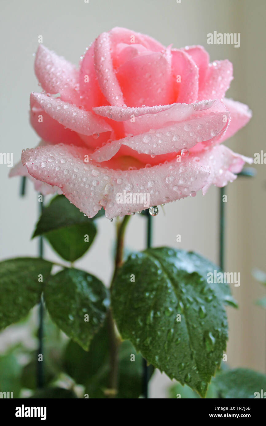 Pink rose bud with dew drops close up Stock Photo - Alamy