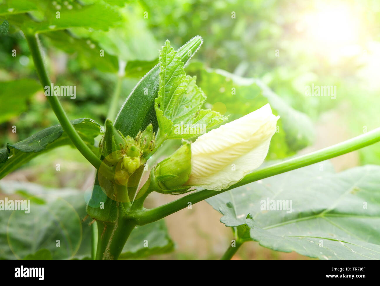 Okra fruit plant / Fresh green okra and flower on tree in nature garden ...