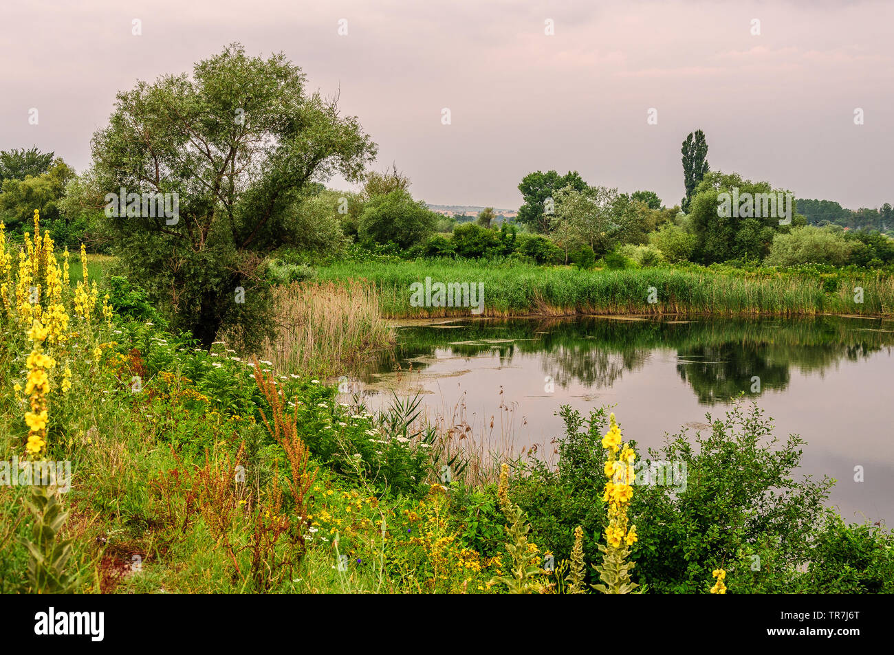 River landscape with trees, reflection Stock Photo - Alamy