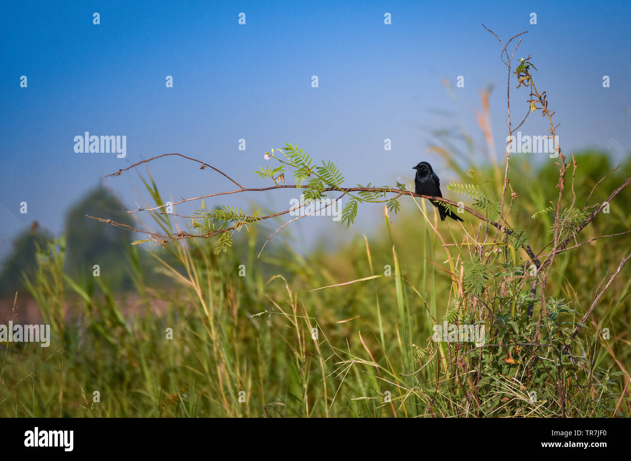 Black Drongo bird sitting on tree branch nature background Stock Photo ...