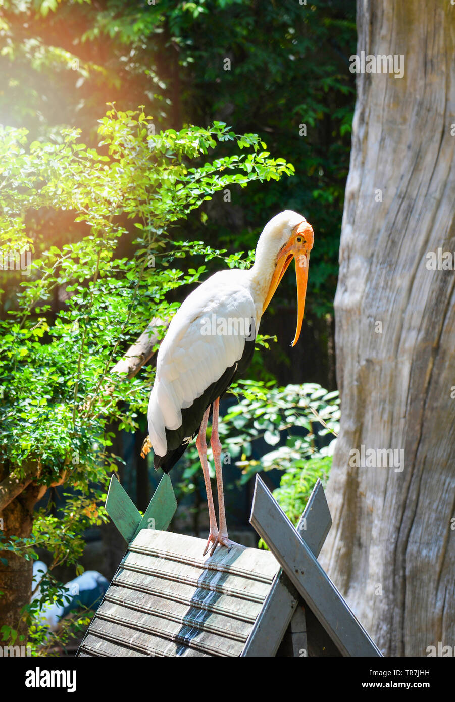 Milky stork on farm zoo in the wildlife sanctuary / Painted storks ...