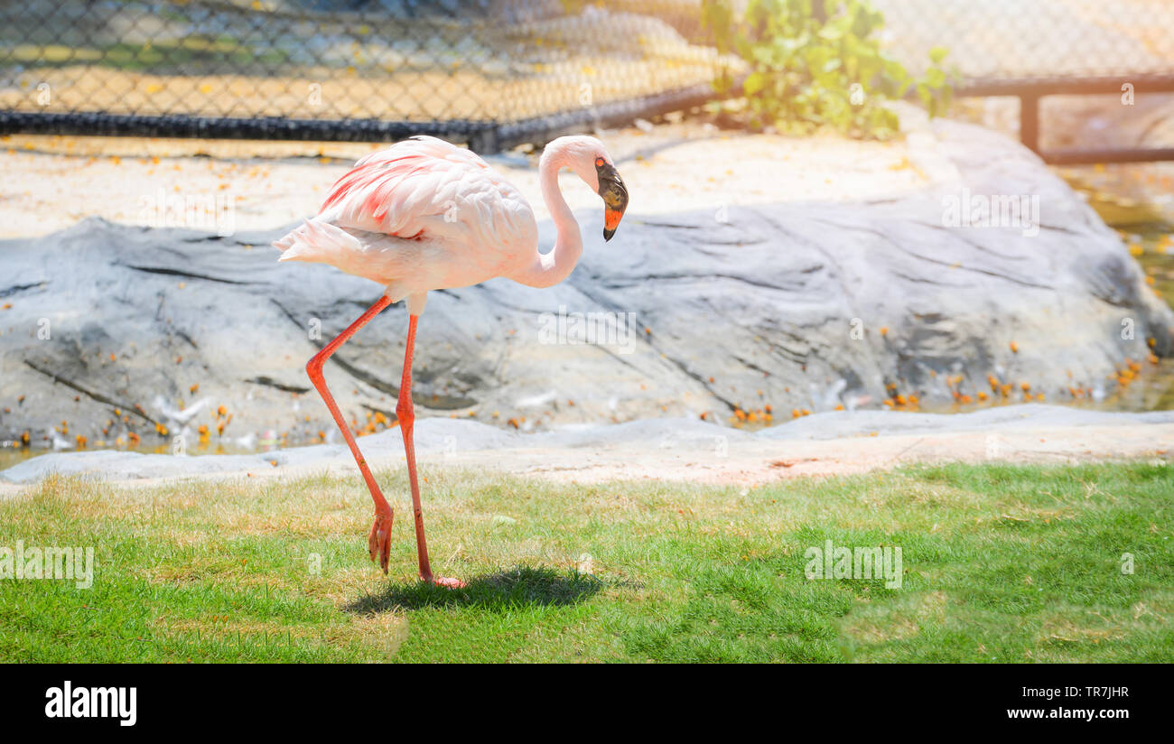 White pink greater flamingo big bird walking alone in cage zoo in the ...