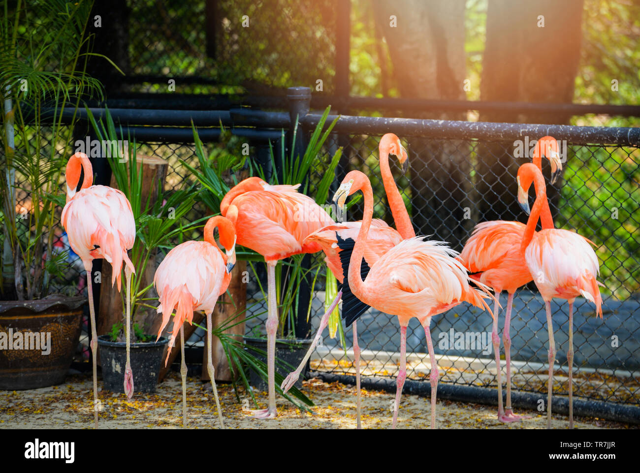 Carribbean flamingo bird farm / Group of orange Greater Flamingo birds ...