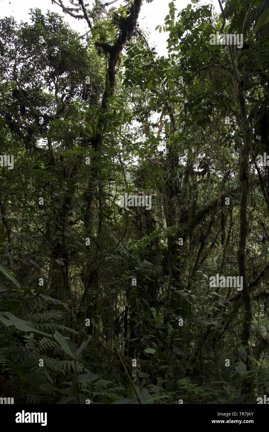 Subtropical rain forest covers the western slopes of the Andes at 2200 ...
