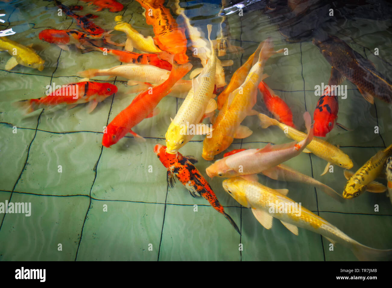 Colorful fancy koi fish on the surface water / Orange fish carp ...