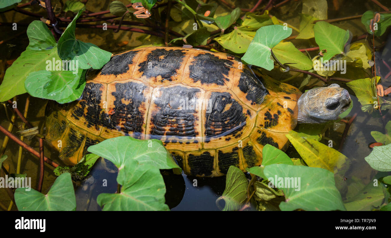 Freshwater turtle floating swimming on pond / Turtle eating vegetable ...