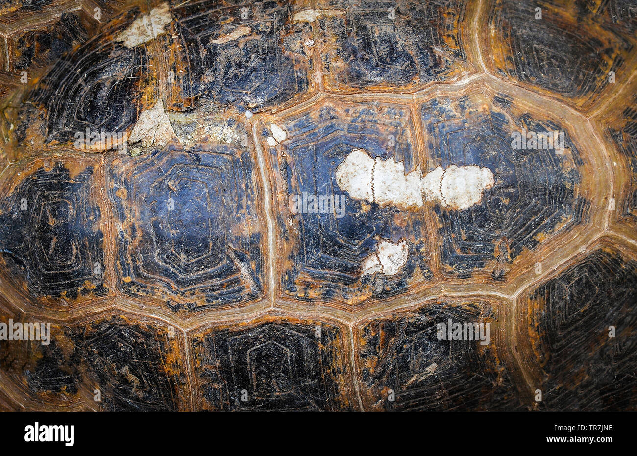 Close up of tortoise shell top view armature turtle old broke real ...