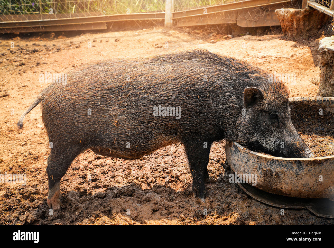 Big fat boar in forest hi-res stock photography and images - Alamy