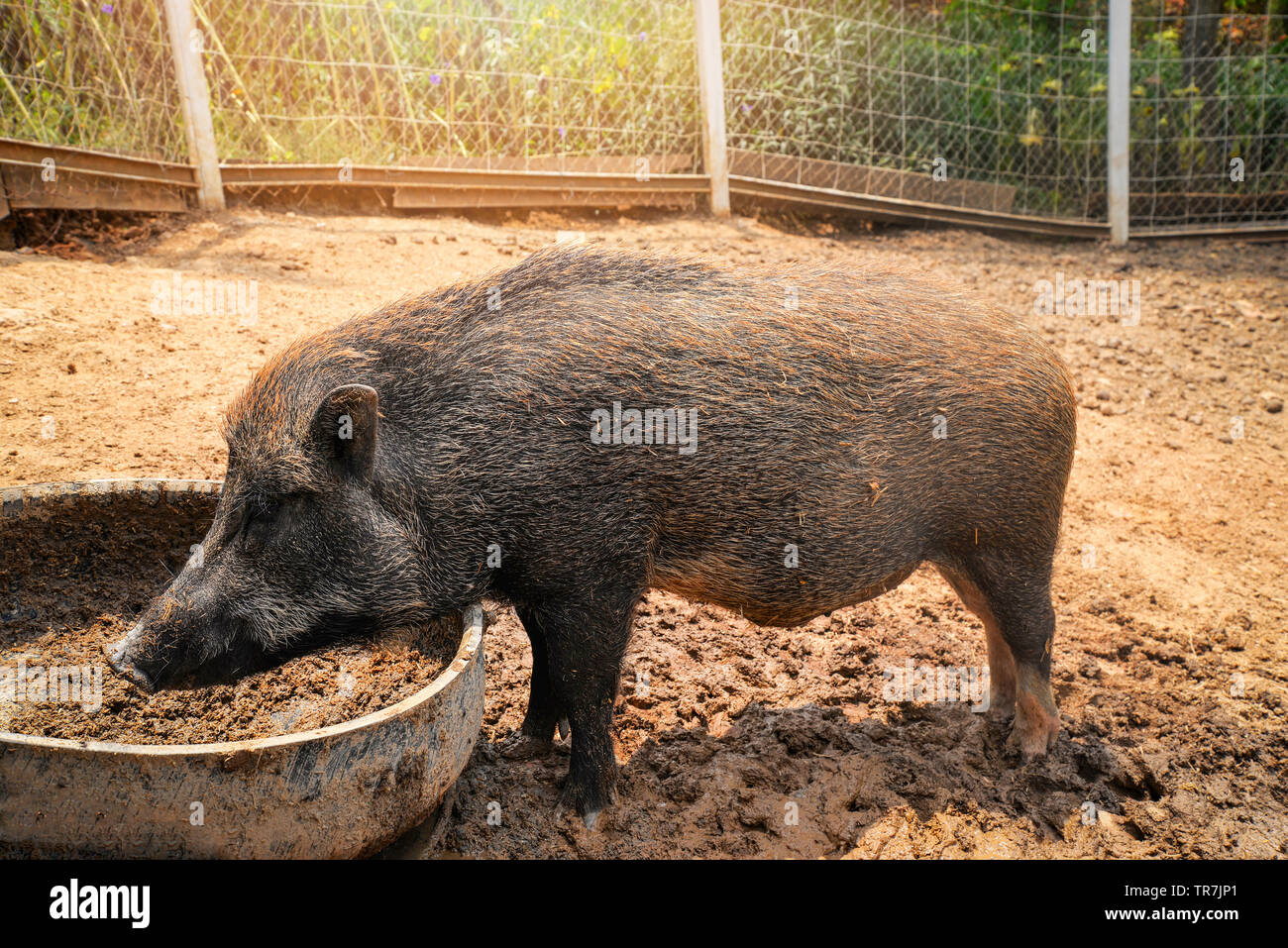 Black pig - Wild boar forest foraging eating on large cage in the ...
