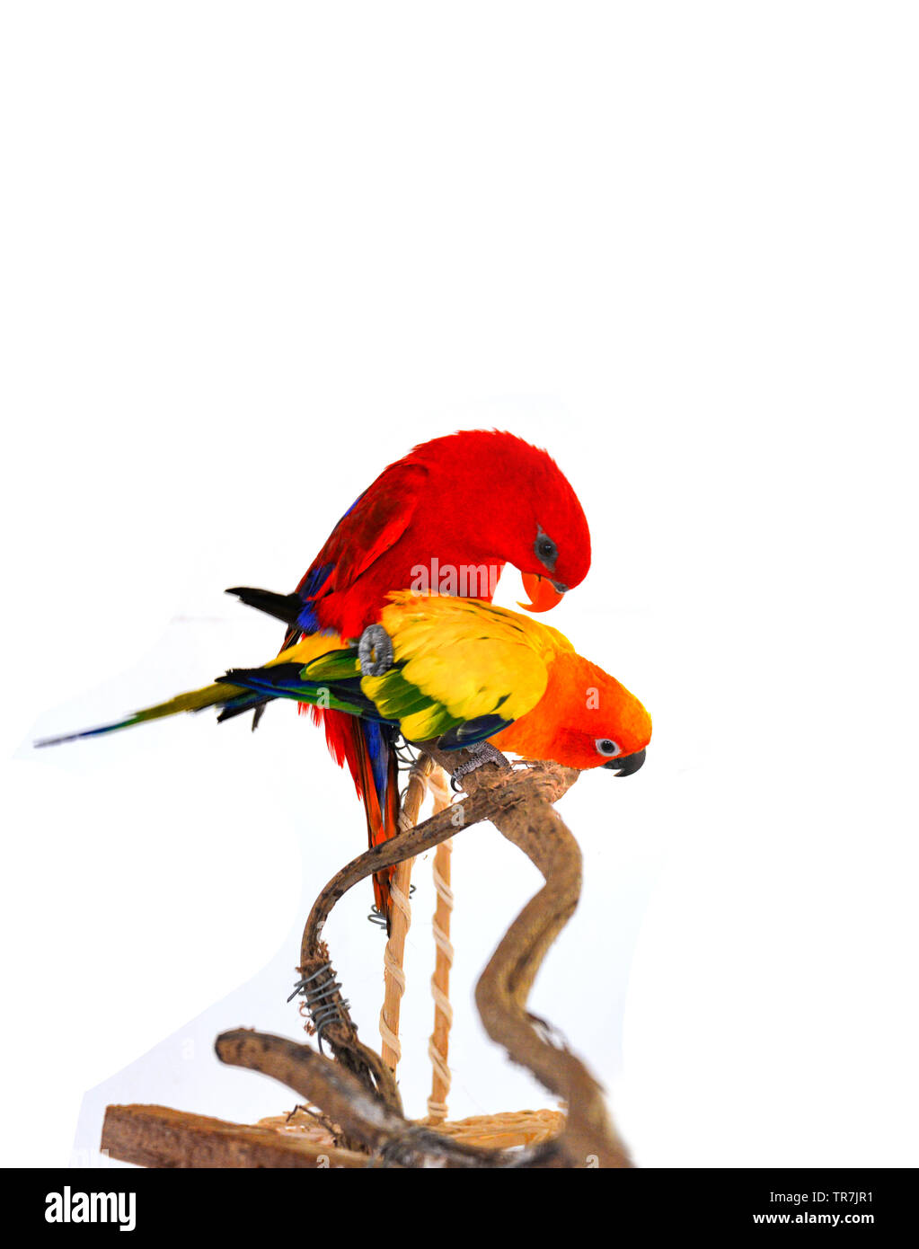 bird lover couple parrot Sun Conure with red orange and yellow feather ...