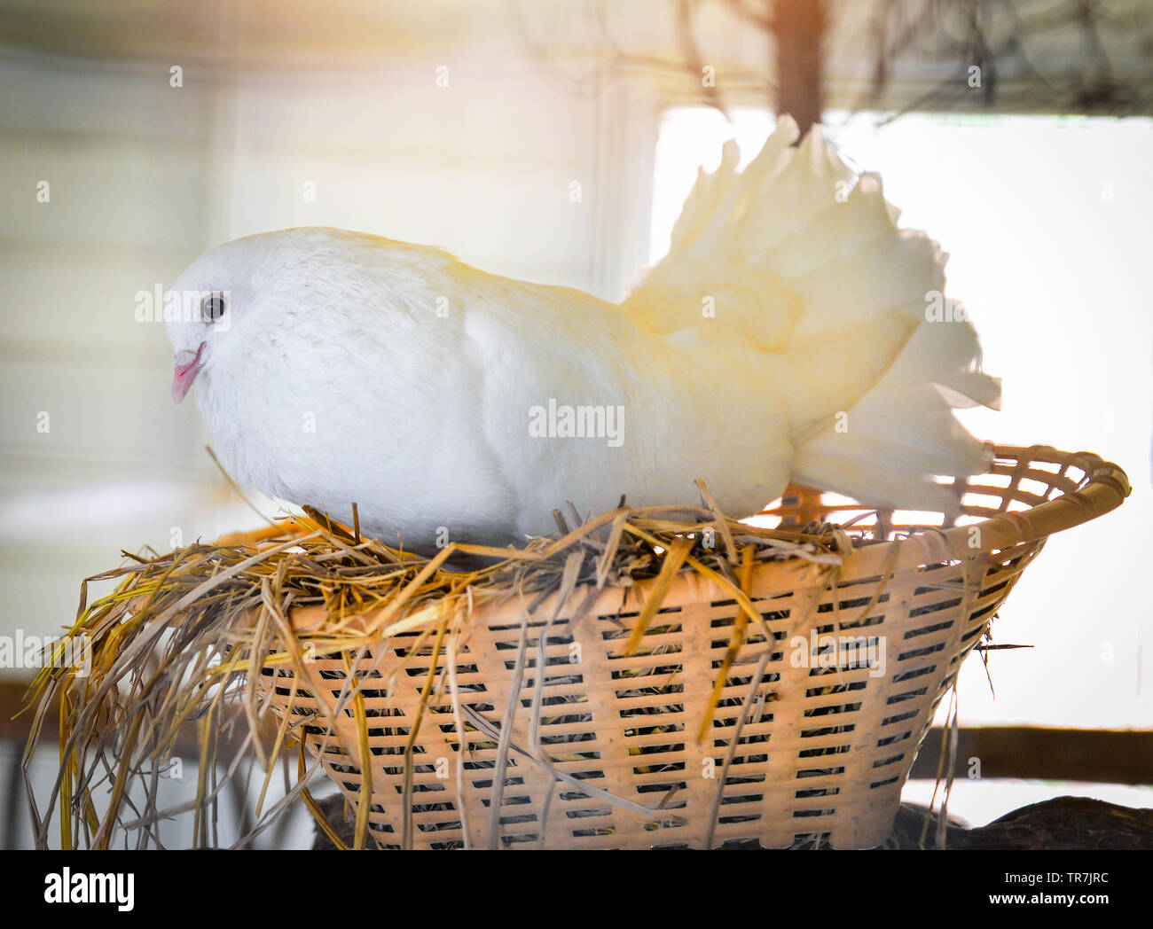 Beautiful white dove female bird in the nest for hatch eggs in bird ...