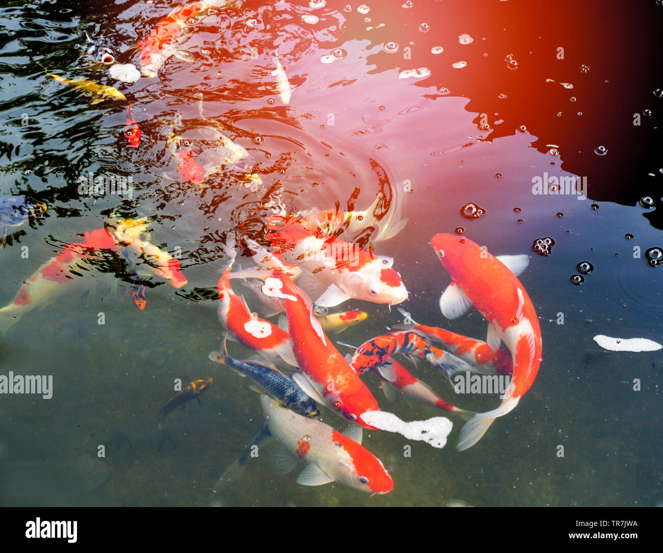 Colorful fancy koi fish on the surface water / Red and white fish carp ...