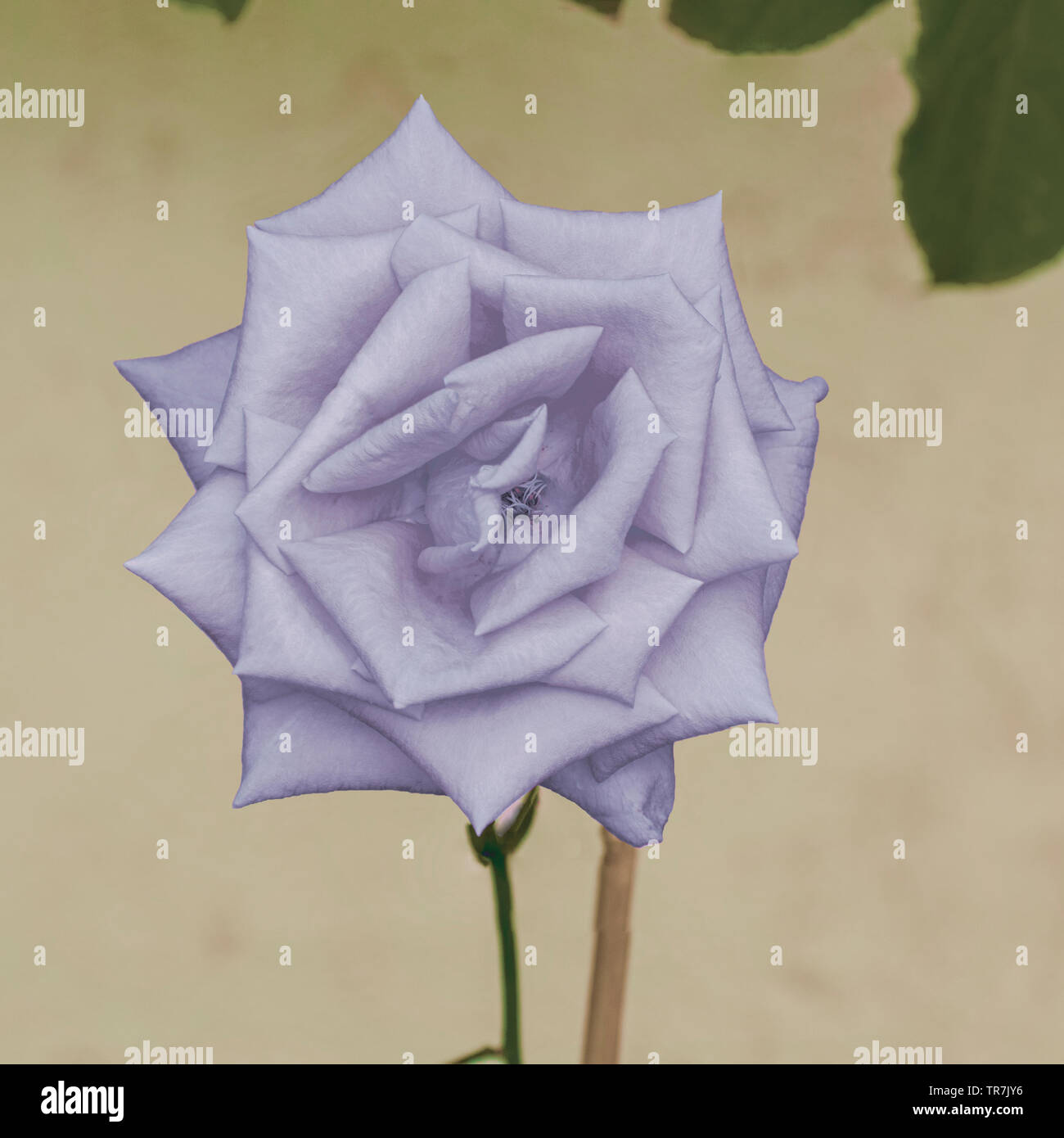Digitally enhanced image of a perfect blueish rose head Stock Photo - Alamy