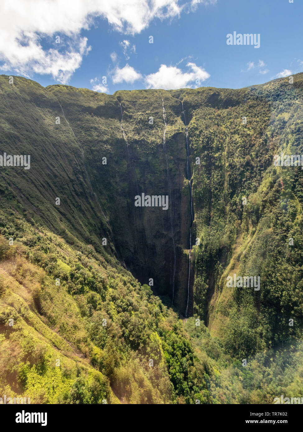 Kohala forest hi-res stock photography and images - Alamy