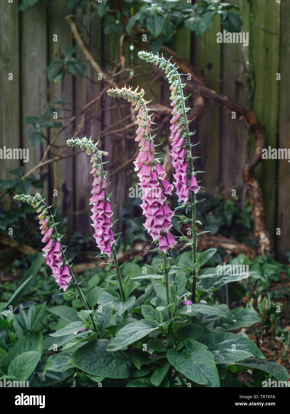 Foxgloves (Digitalis Purperea) in garden border Stock Photo - Alamy