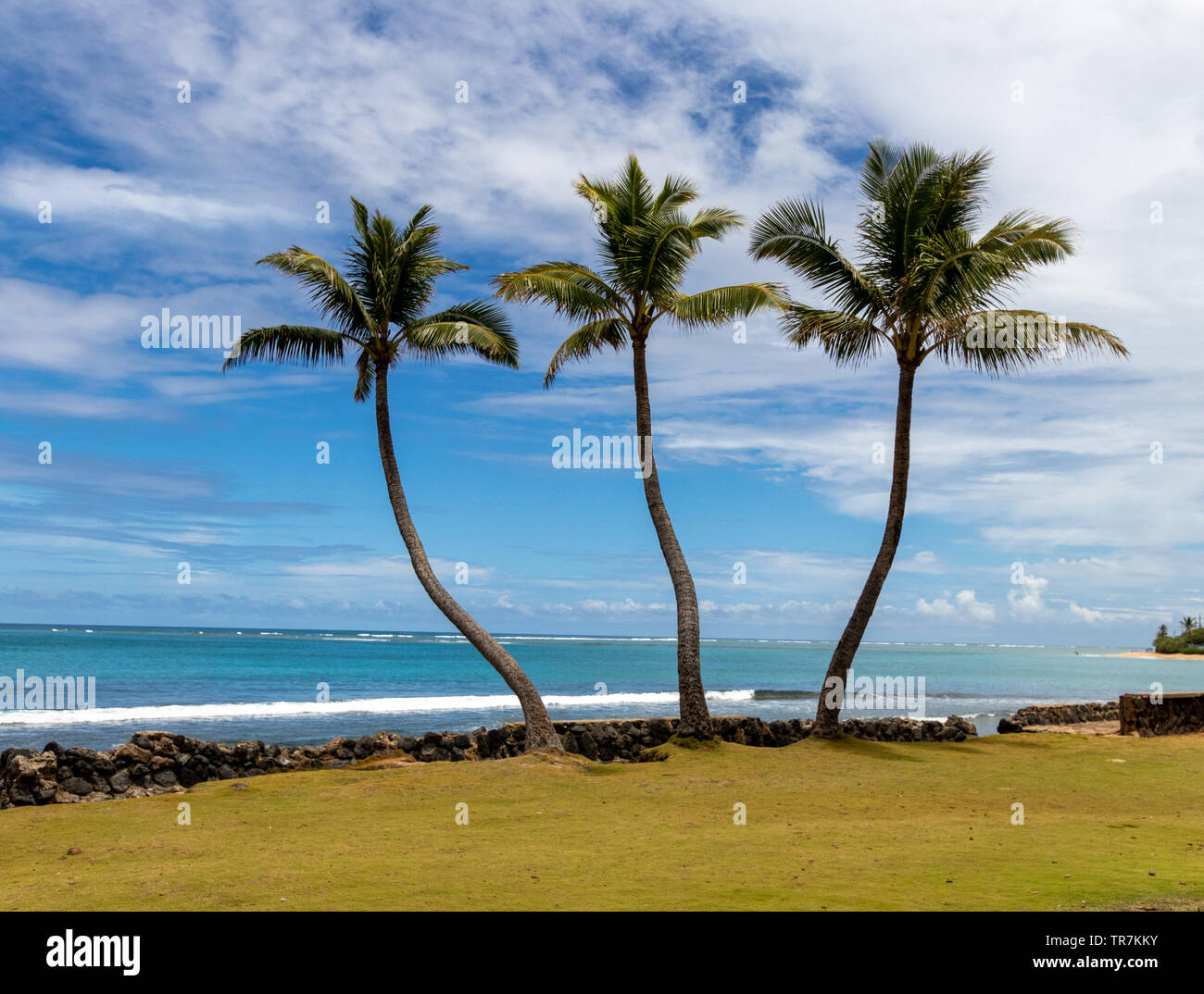 Hawaii beaches palm trees hi-res stock photography and images - Alamy