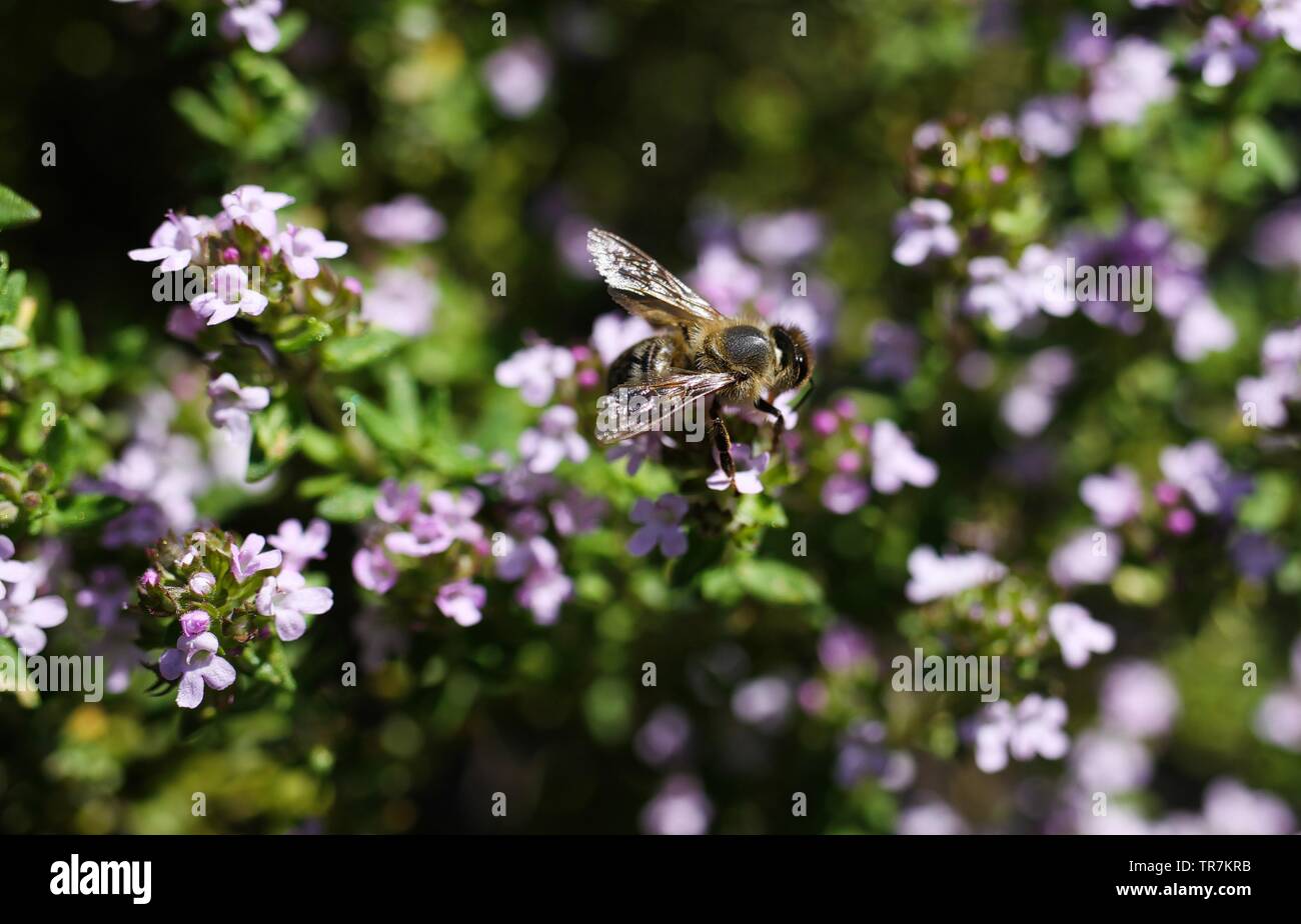 Makro close up of blooming thyme bush (thymus vulgaris) with isolated ...