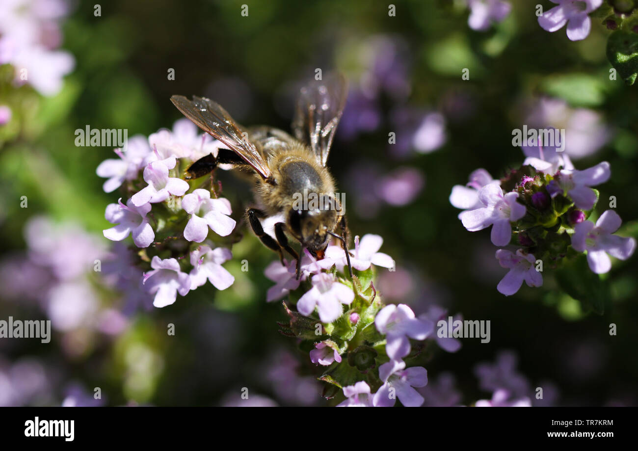 Makro close up of blooming thyme bush (thymus vulgaris) with isolated ...