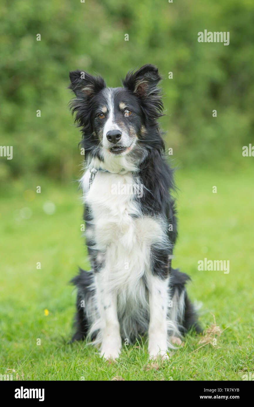 border collie sheepdog Stock Photo - Alamy