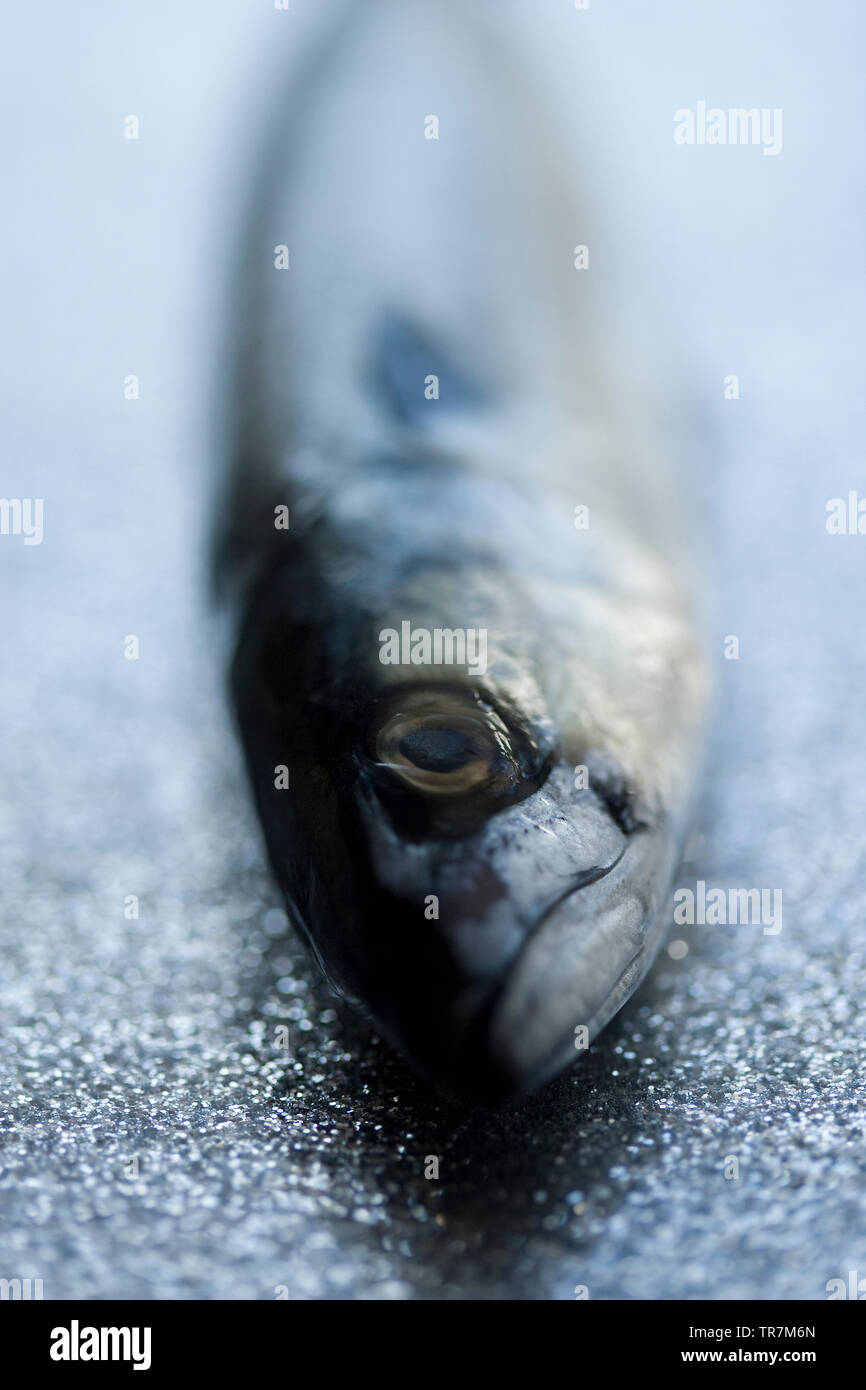 A Mackerel Photographed Head On While Laying On A Glittering Surface ...
