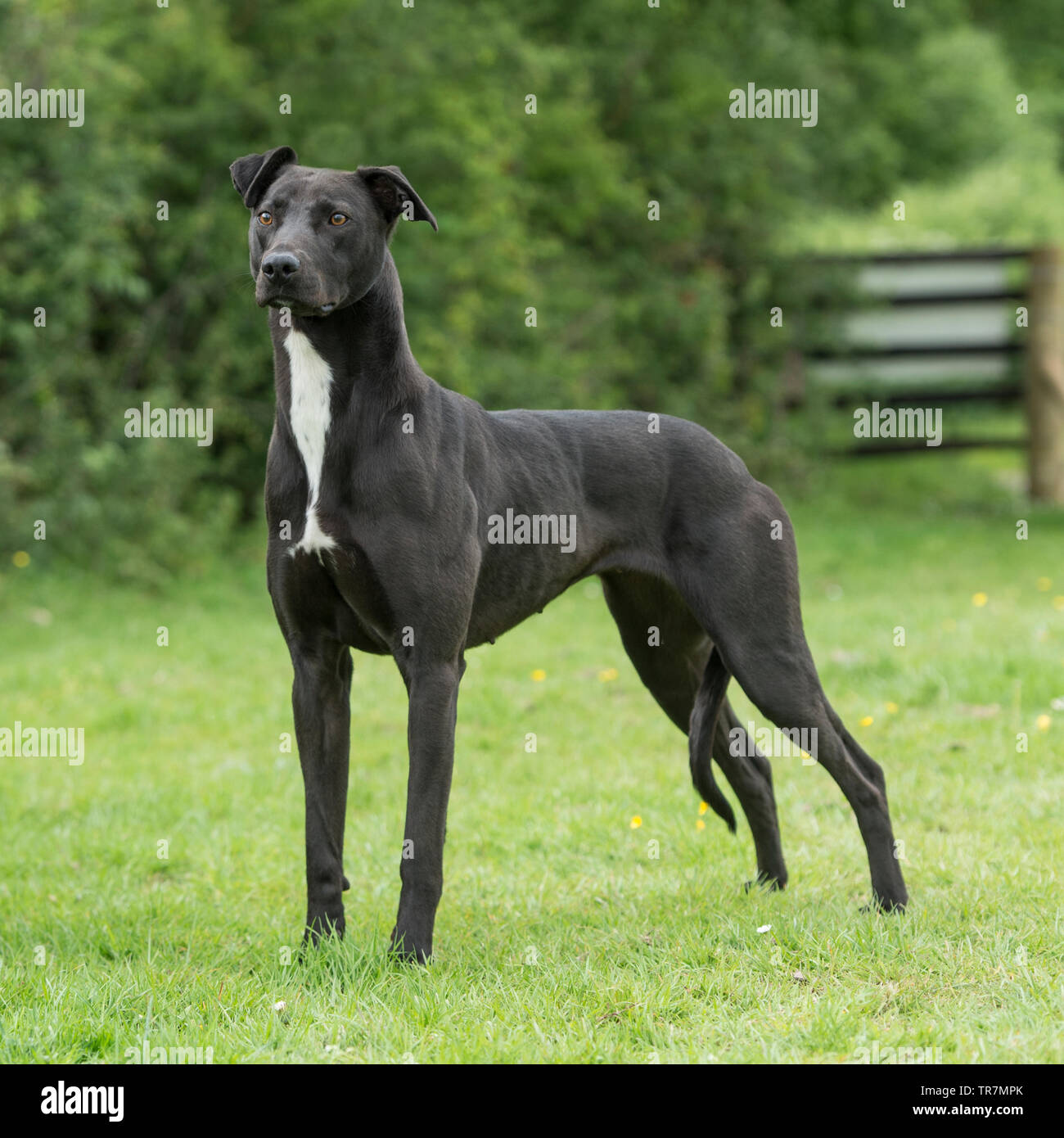 Black Lurcher High Resolution Stock Photography and Images - Alamy