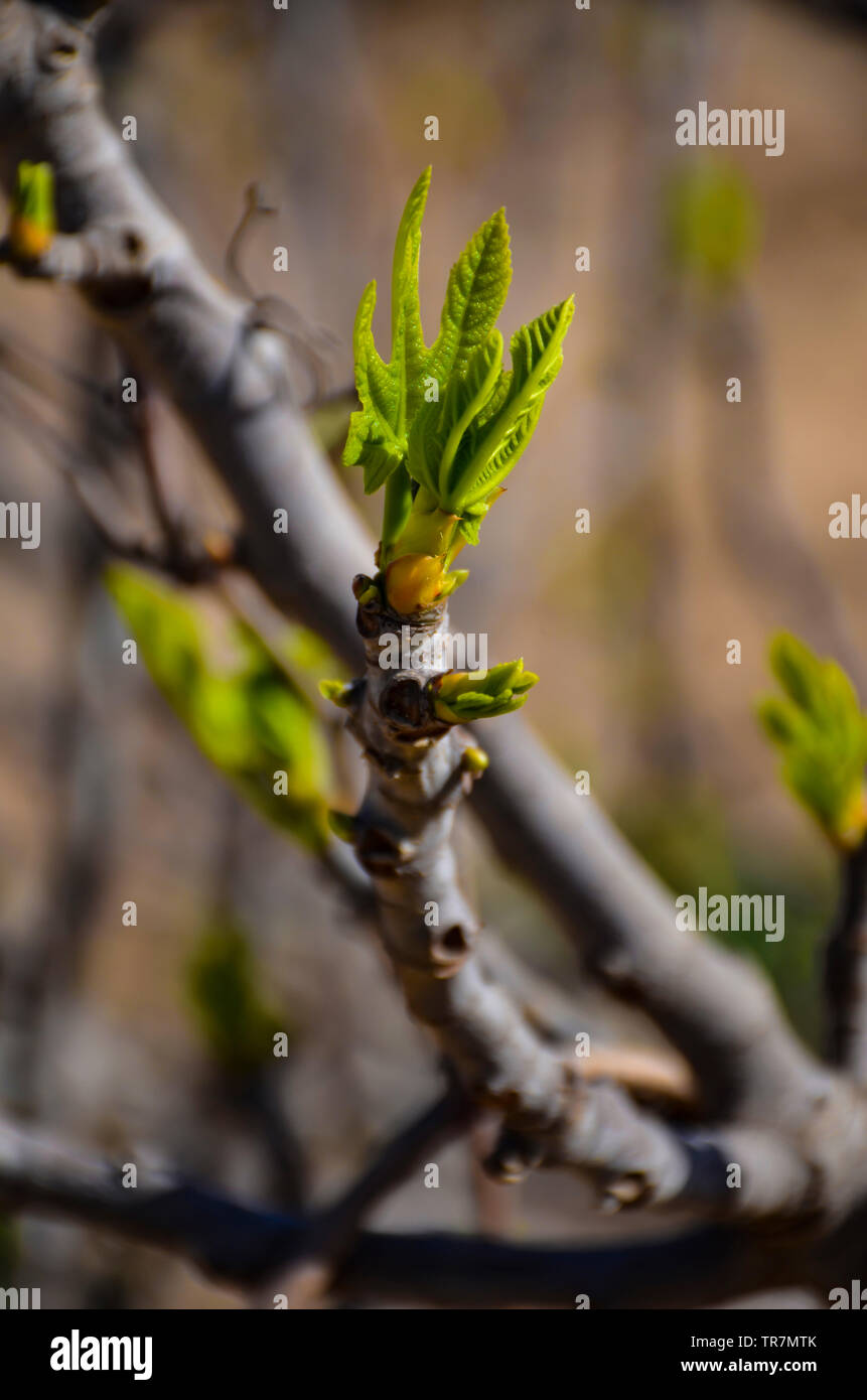Fig sprout hi-res stock photography and images - Alamy