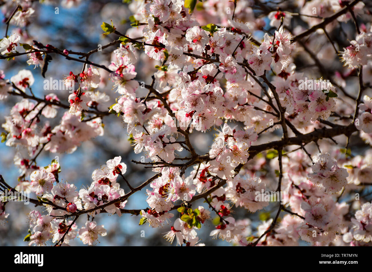 Apple tree branch on hi-res stock photography and images - Alamy