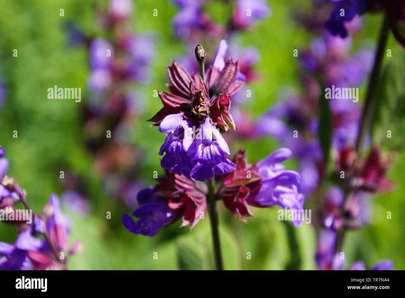 Close up of blooming sage (salvia) plant bush in garden bed, Germany ...